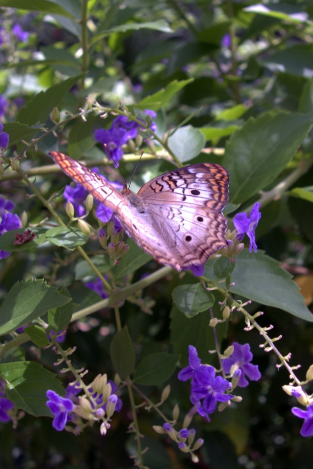 Butterfly Wonderland - Top Places to See in Arizona
