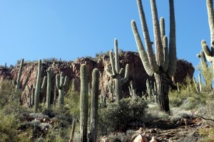 Types of Arizona Cactus - Top Places to See in Arizona