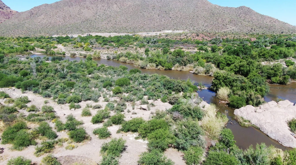 Wild Horses at Phon D Sutton - Top Places to See in Arizona