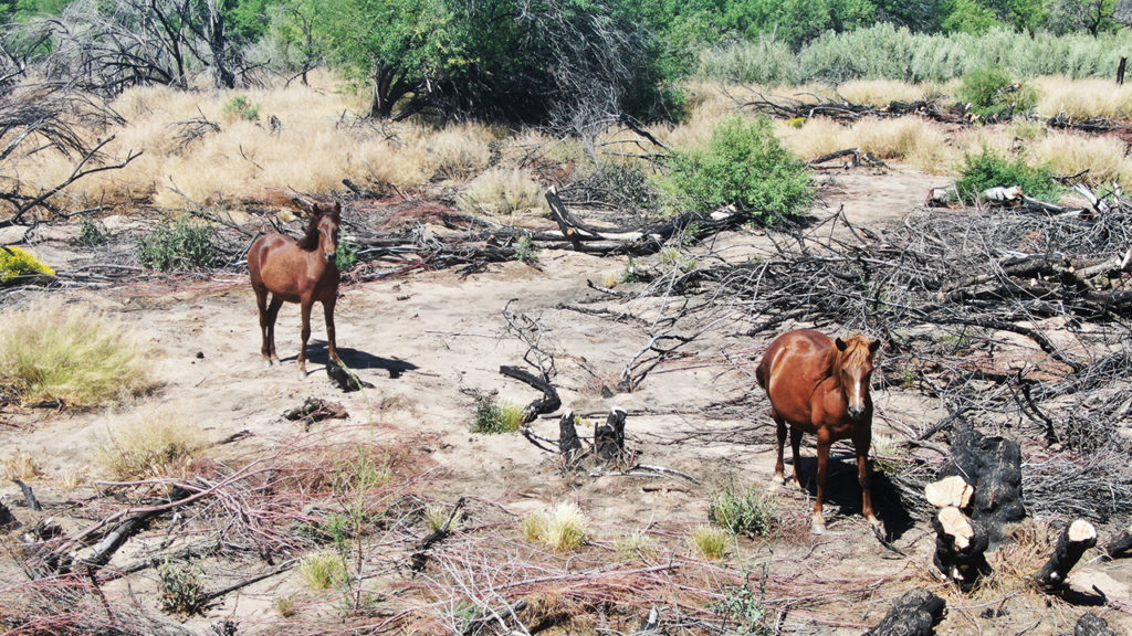 Wild Horses at Phon D Sutton - Top Places to See in Arizona